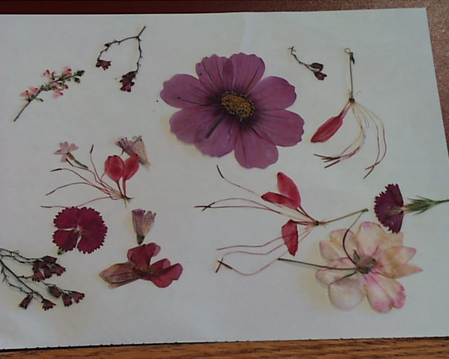 Pressing Flowers - CSB | SJU - Saint John s Community Garden Society